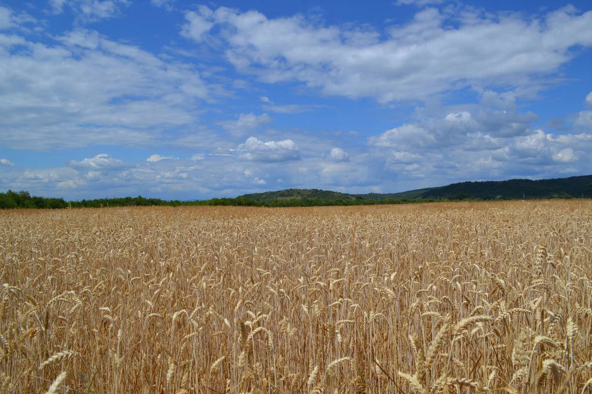 Wheat straw emerges as alternative to wood pulp for viscose & lyocell ...