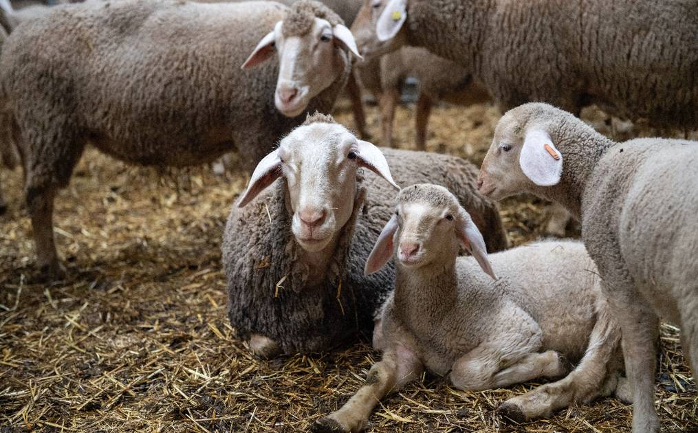 Puma to remove mulesed wool by 2025