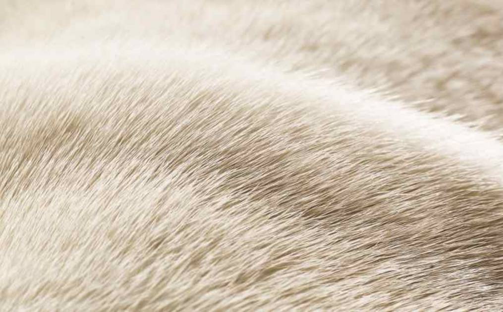 World's largest fur auction house to shut down
