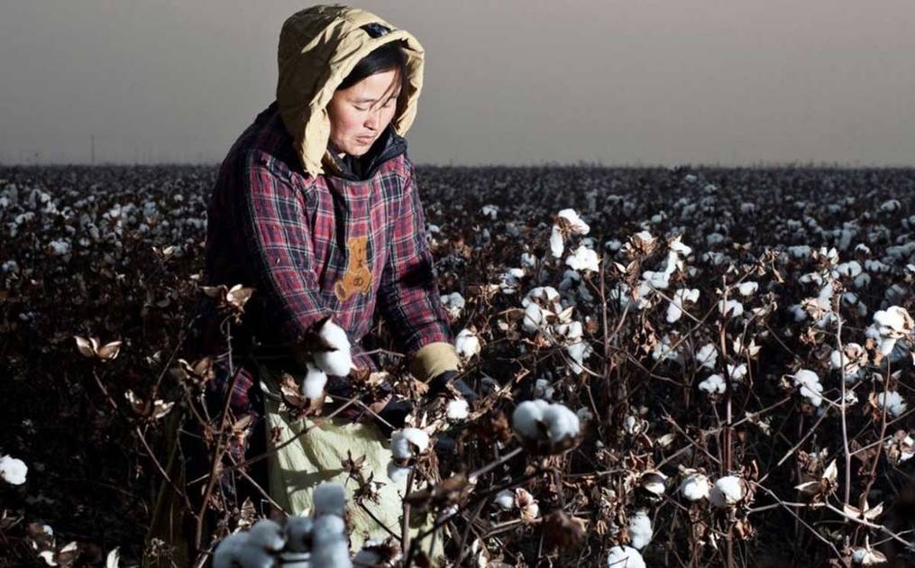 Cotton Ranking 2020: Widening gap between sustainability leaders and ...