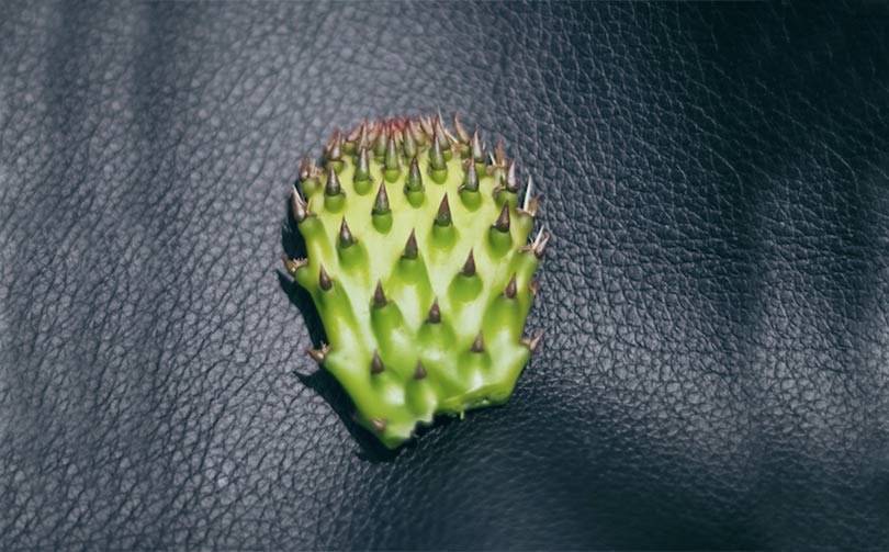 Vegan cactus leather from Mexico: new favorite for luxury at Lineapelle ...