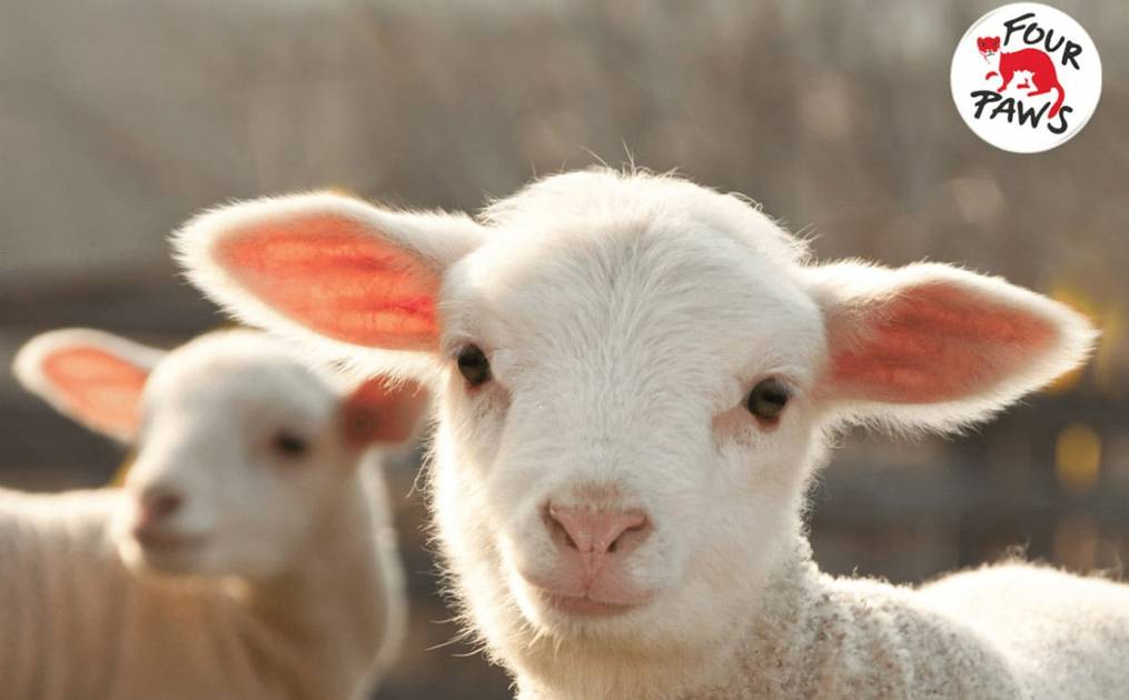 How brands can transition to pain free, non-mulesed sheep wool