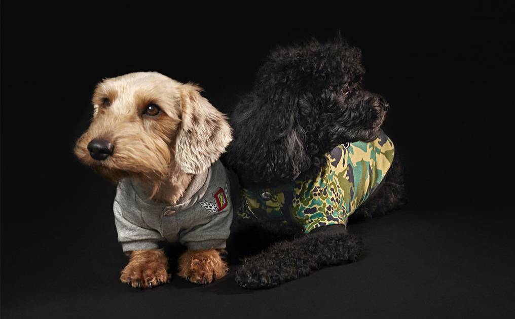 Diesel steps into petwear with collection for dogs