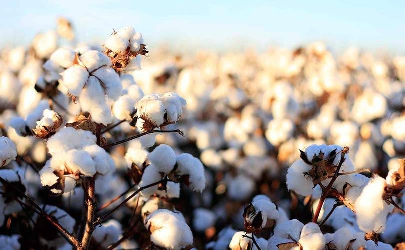 13 brands sign sustainable cotton pledge - but is organic cotton really ...