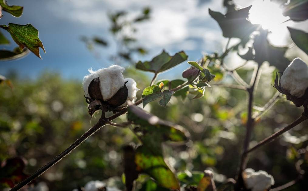 Cotton made in Africa cooperates with African Cotton Foundation