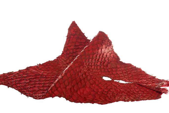 Inversa Leather expands invasive species leather, adds Dragonfin