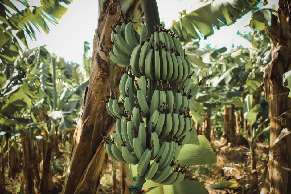 Philippine's sustainable textiles get boost from banana plantations